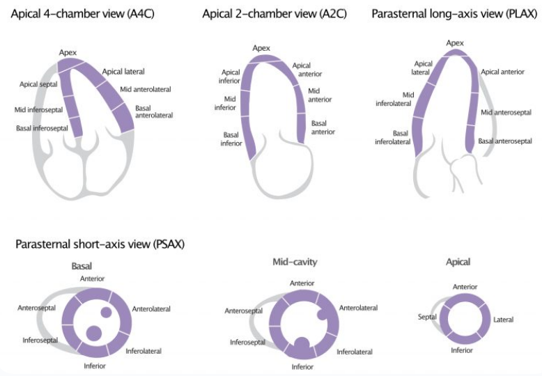 Echo Reference Values | Marc Katz MD