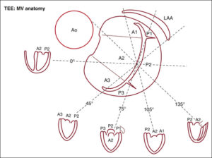 Echo Reference Values | Marc Katz MD